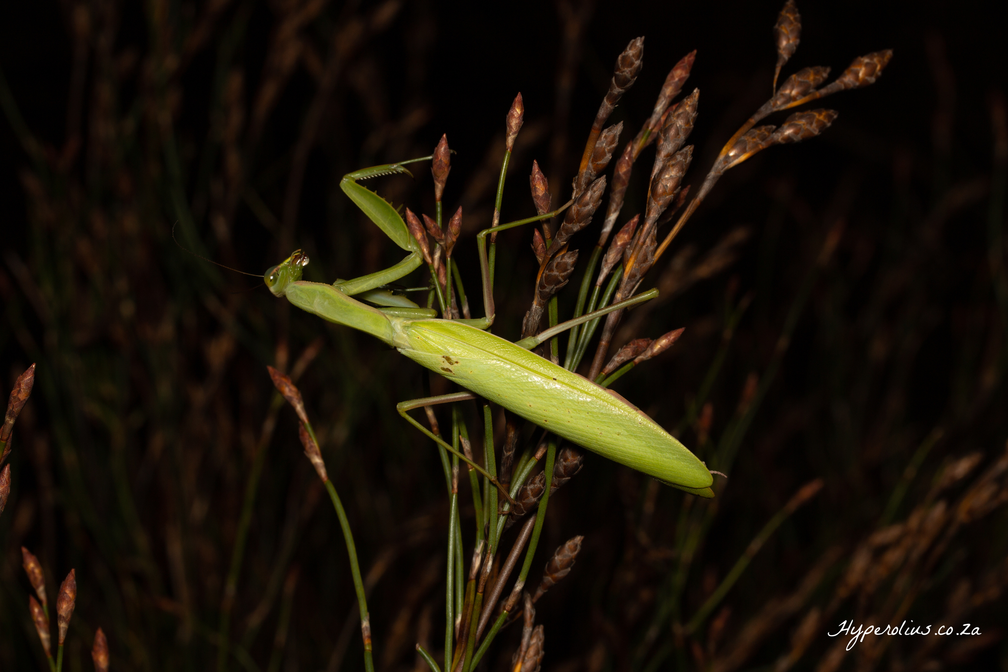 Paramantis sacra Thunberg, 1815