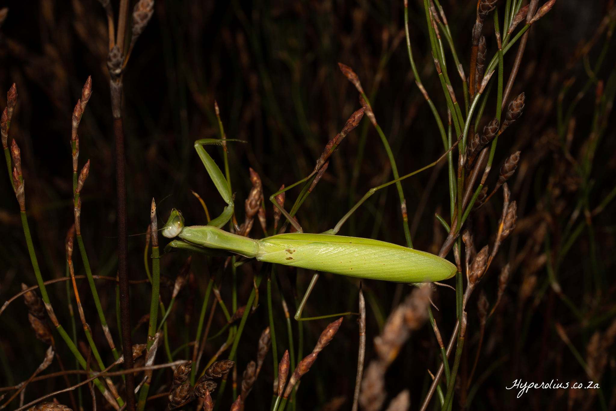 Paramantis sacra Thunberg, 1815