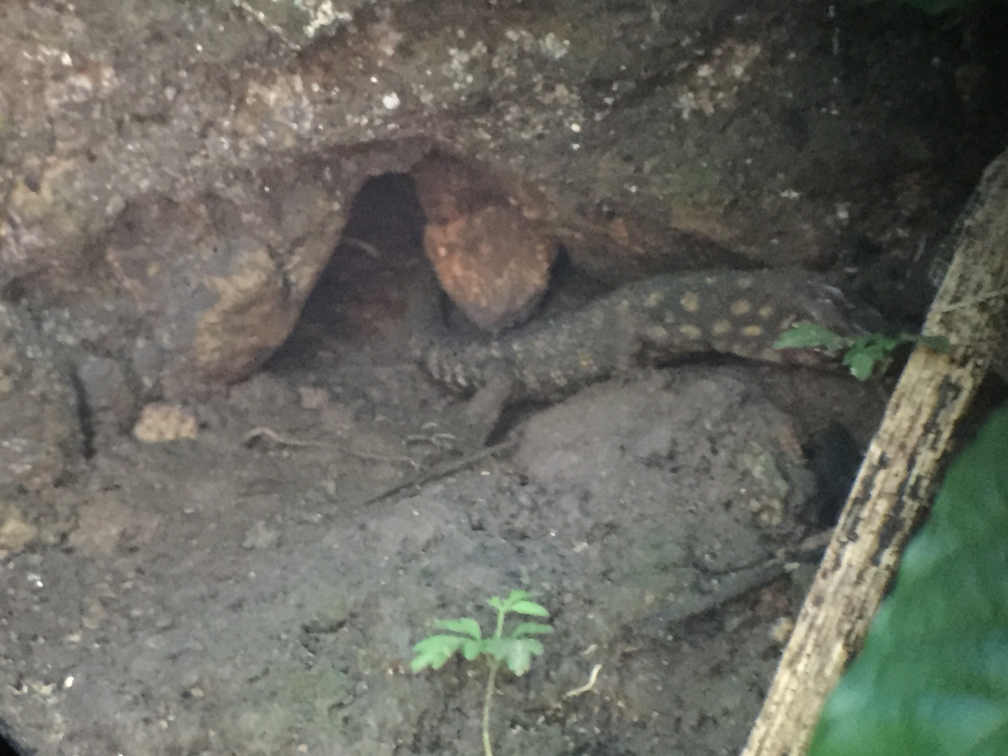 Lepidophyma reticulatum Taylor, 1955