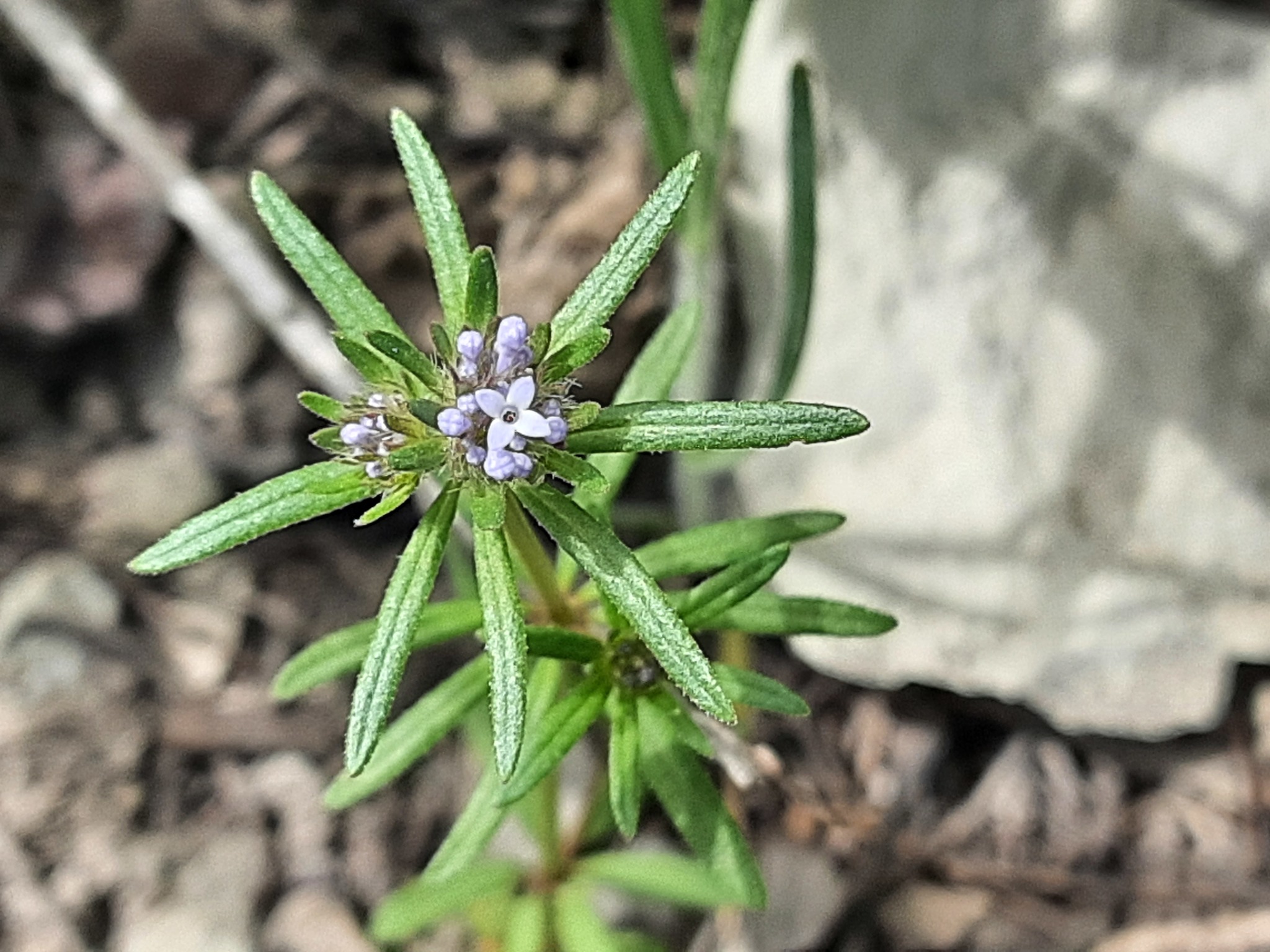 Asperula arvensis L.