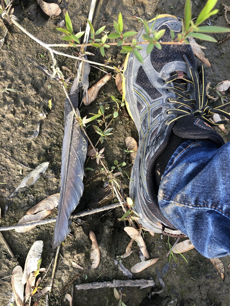 Birds from West Alton, MO, US on May 1, 2021 at 06:14 PM by Joshua Betz ...