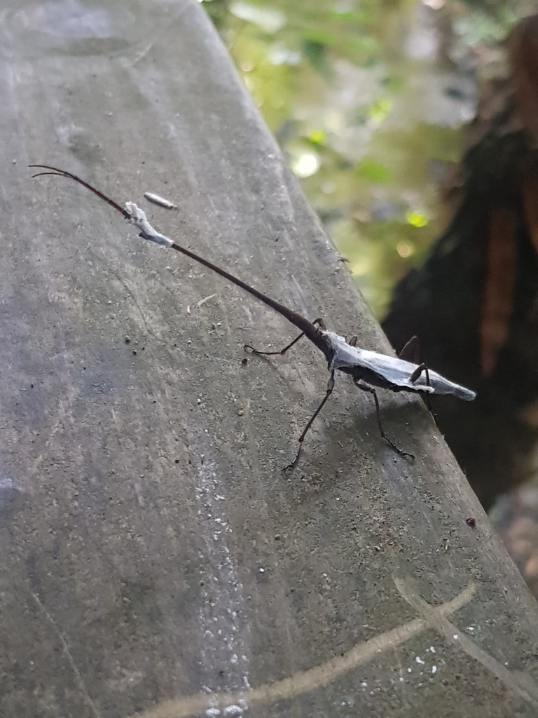 New Zealand Giraffe Weevil from Northland, Wellington, New Zealand on ...