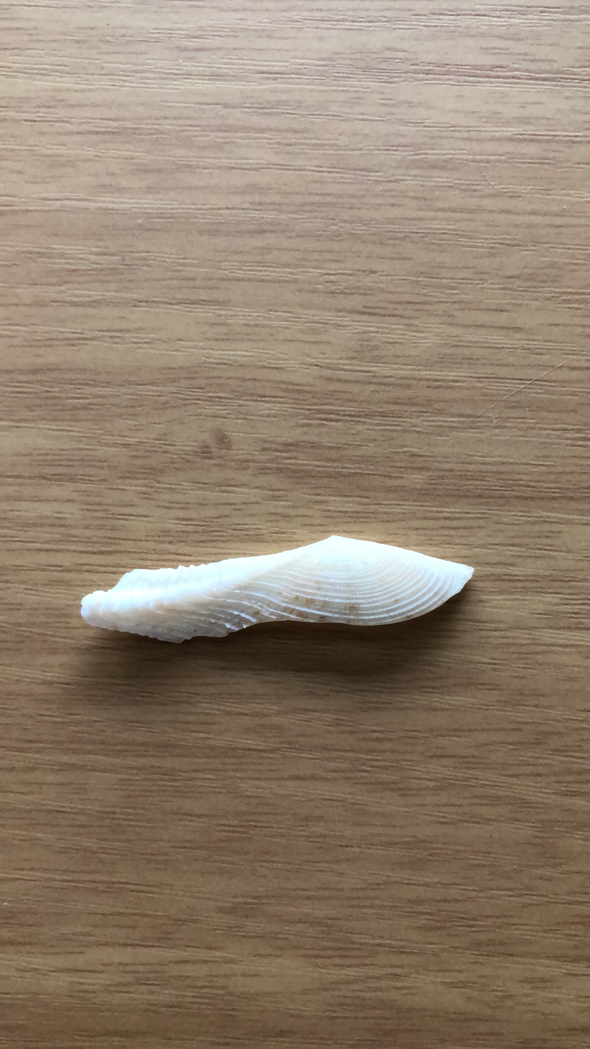 Tellinella listeri (Röding, 1798)