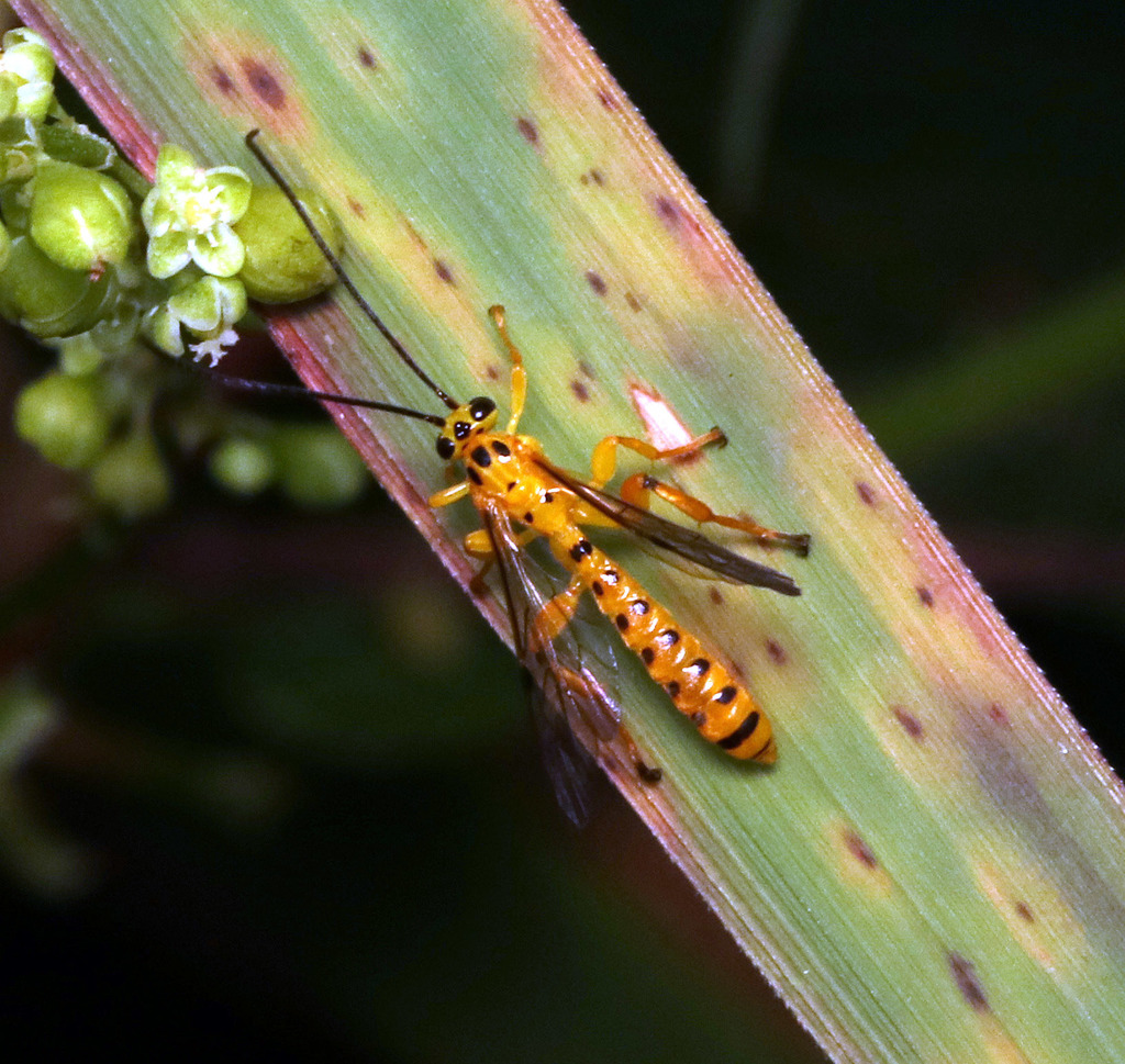 Xanthopimpla arealis in March 2020 by Julie Newton · iNaturalist