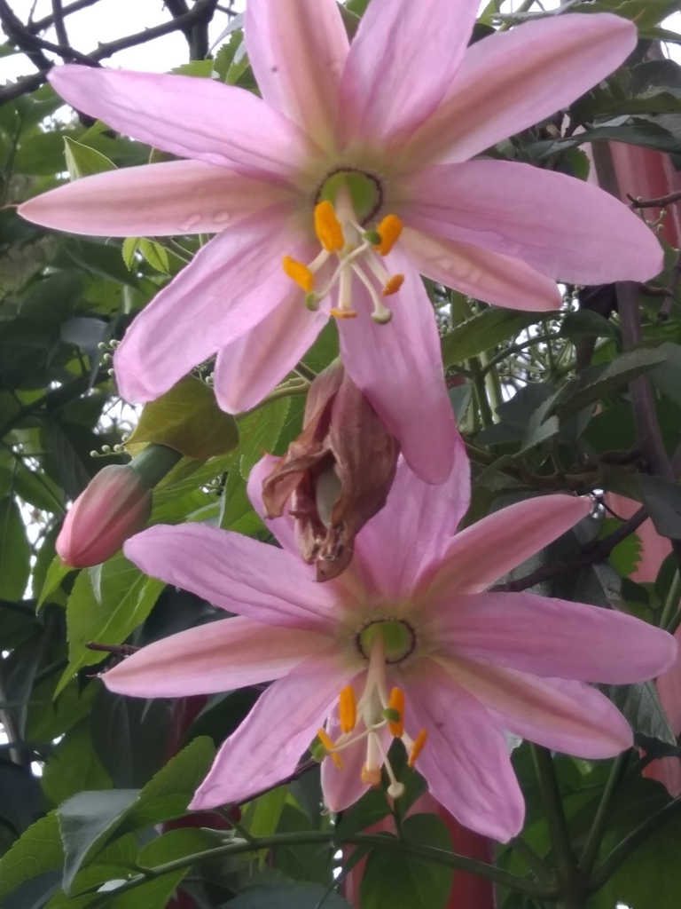 curuba (Flora Reserva El Dorado) · iNaturalist
