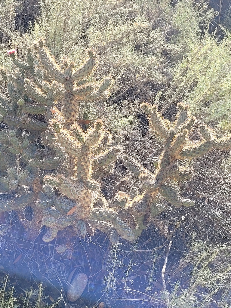 Coast Cholla from Oak Park, San Diego, CA, USA on May 01, 2021 at 04:31 ...