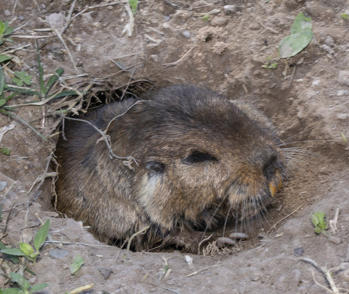 Tucumán Tuco-tuco (Ctenomys tucumanus) · iNaturalist