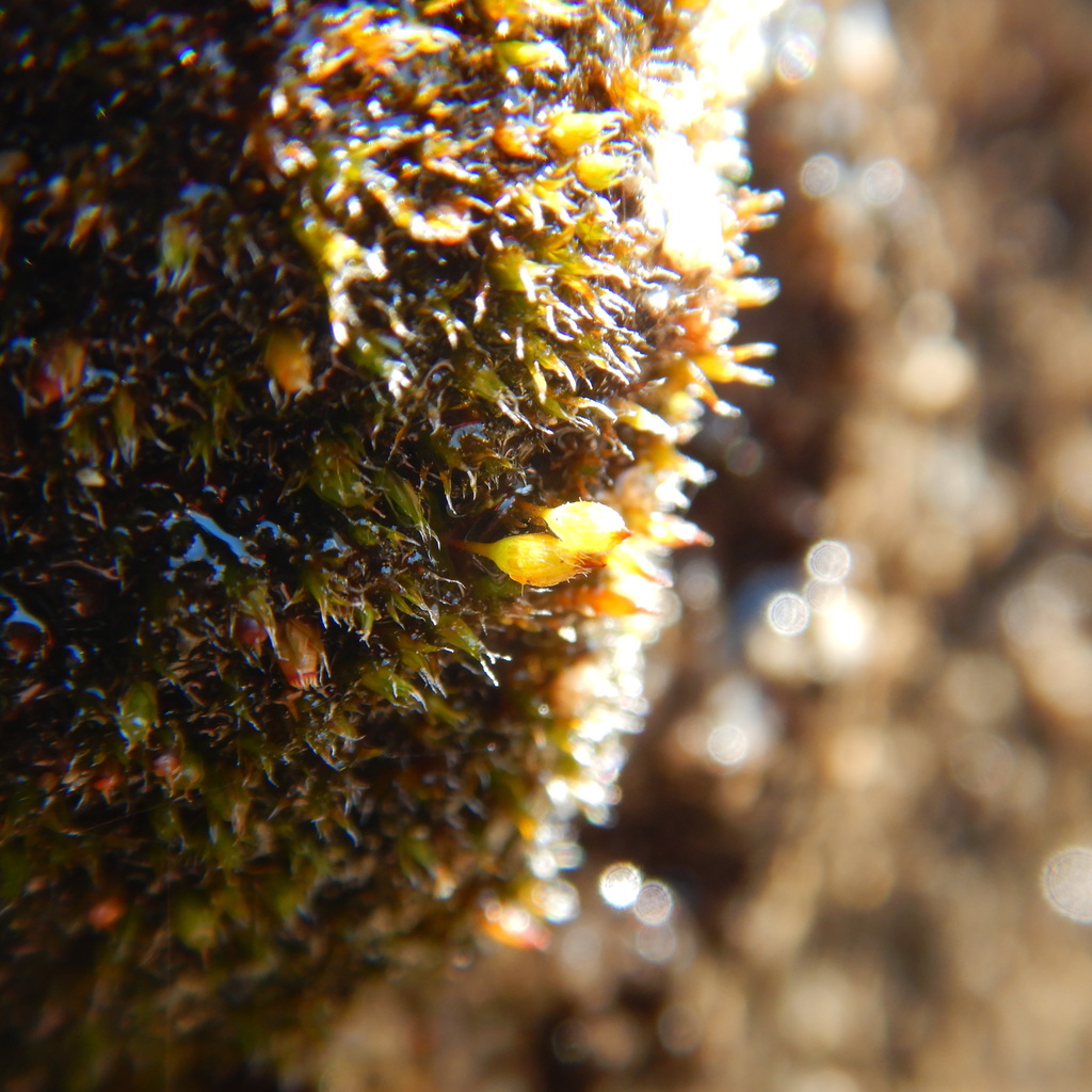 Anomalous Bristle-moss from Yukon, Yukon, Canada on April 26, 2021 at ...