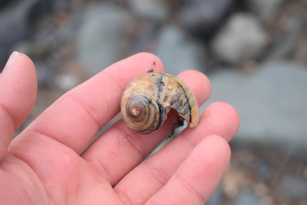 Northern Moon Snail from Naugle, Lawrencetown, NS, Canada on May 01 ...