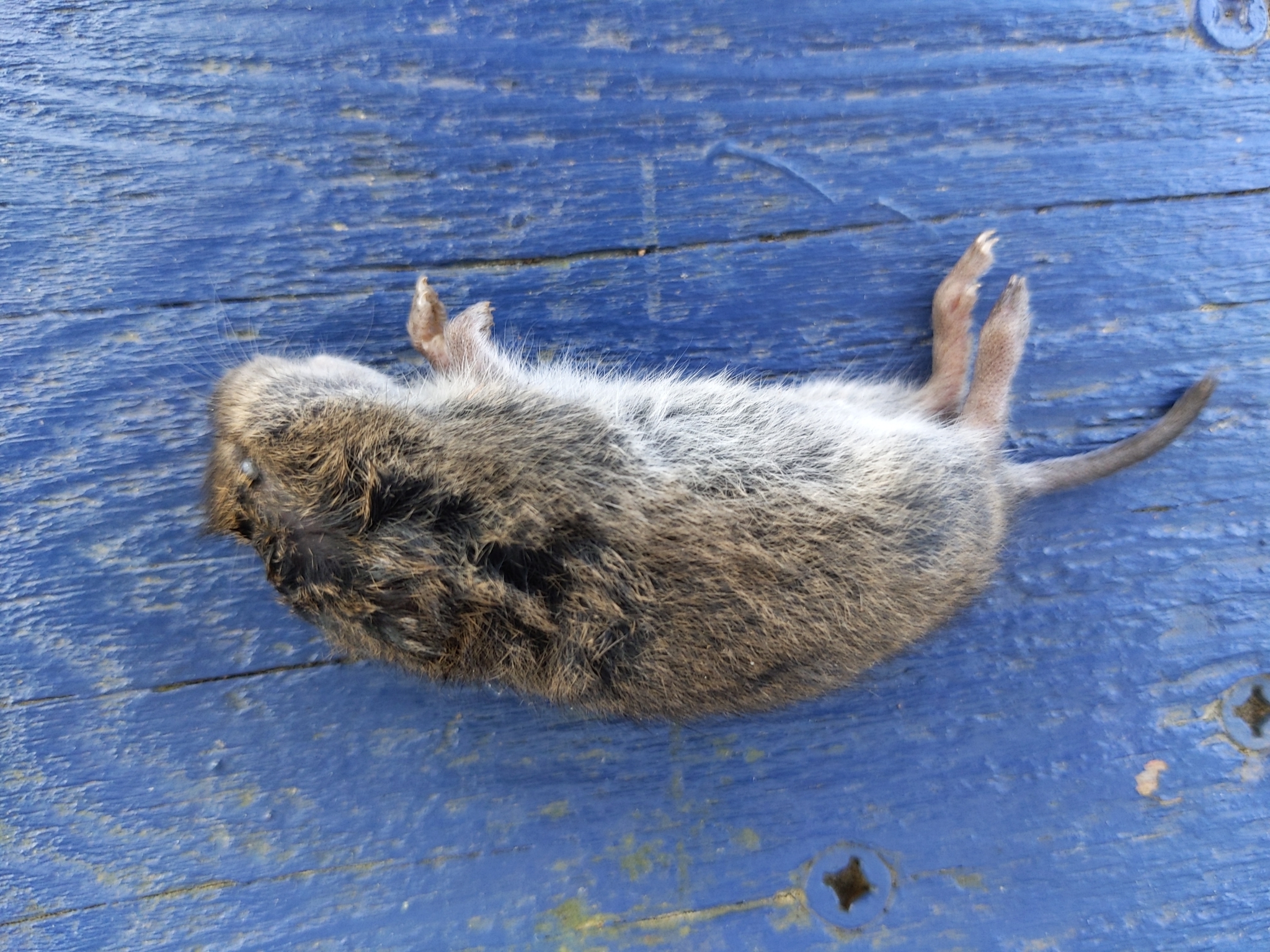 Microtus oregoni (Bachman, 1839)