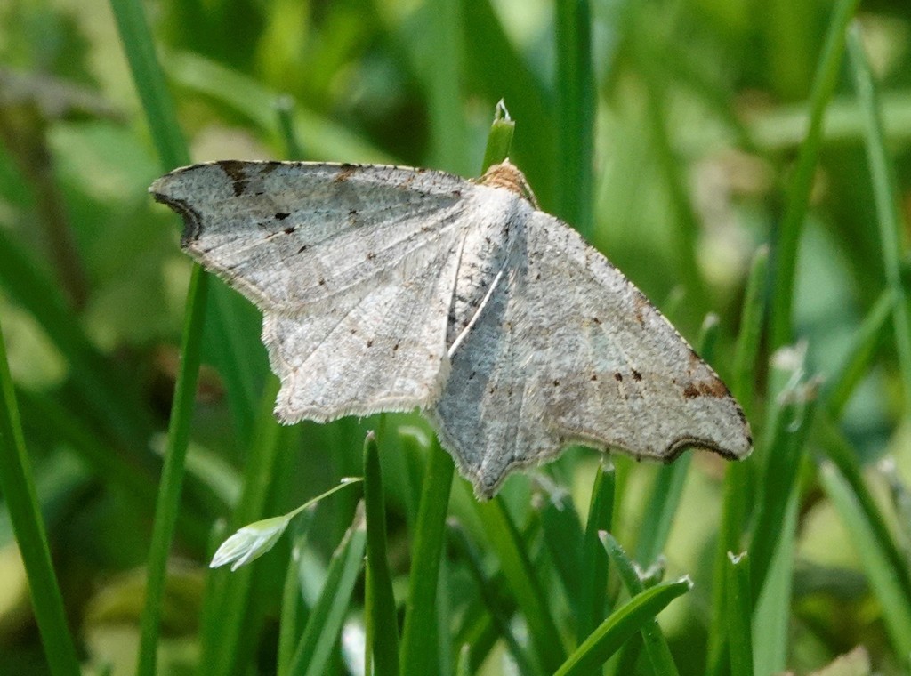 Red-headed Inchworm Moth from St Charles County, MO, USA on April 30 ...