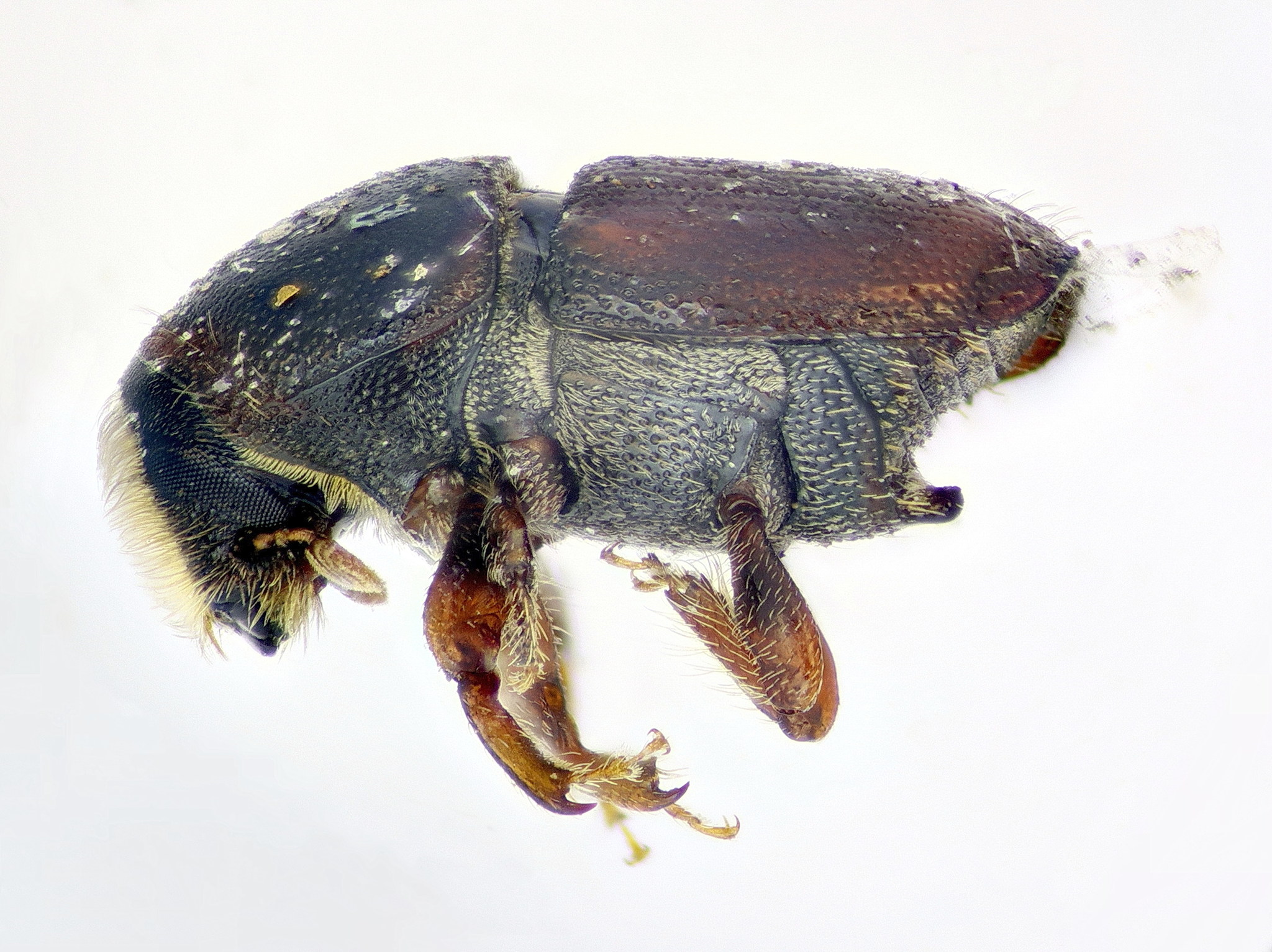 Scolytus multistriatus (T.Marsham, 1802)