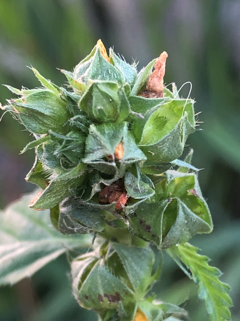 three-lobe false mallow (Malvastrum coromandelianum) - Botanical Realm
