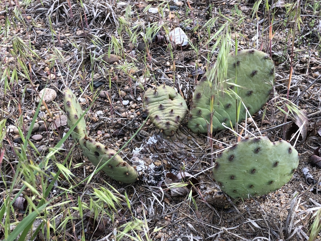 Eastern Pricklypear from West Alton, MO, US on May 1, 2021 at 07:10 PM ...