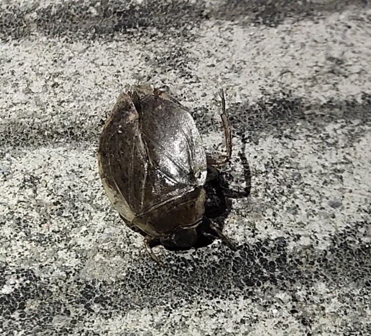 Diplonychus rusticus (Fabricius, 1871)