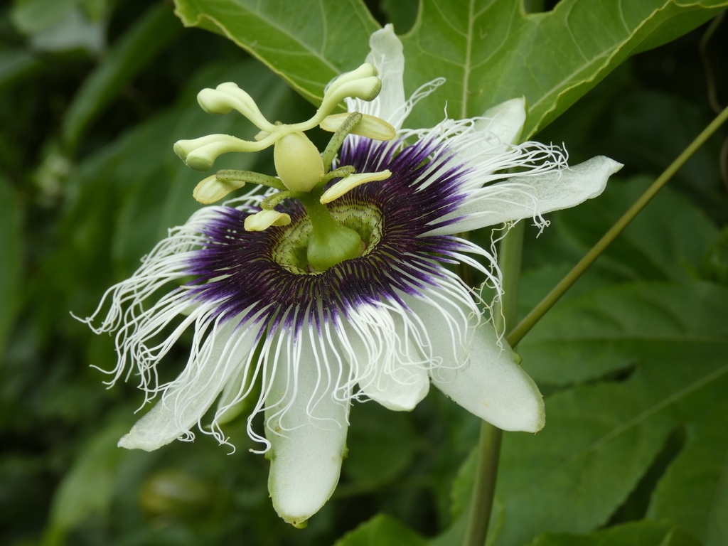 Yellow passionfruit from Pesé, Panamá on April 30, 2020 at 03:31 PM by ...