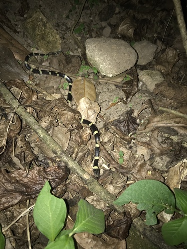 Black-banded Cat-eyed Snake (Leptodeira nigrofasciata) - Snakes and Lizards