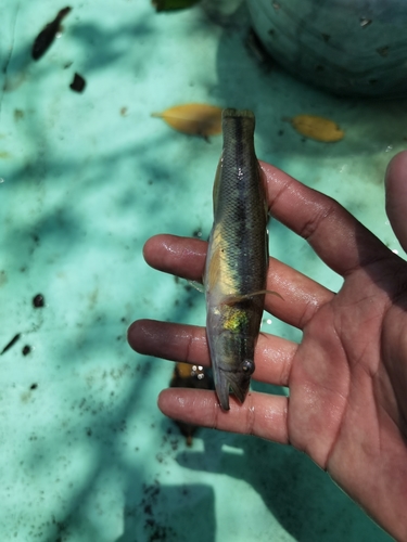 Dormilón manchado (Gobiomorus maculatus)