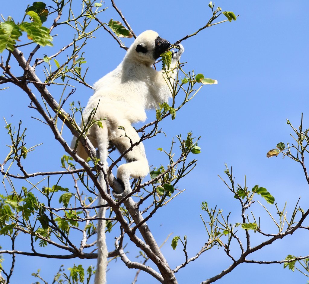 Von der Decken's Sifaka (Propithecus deckenii) - Know Your Mammals