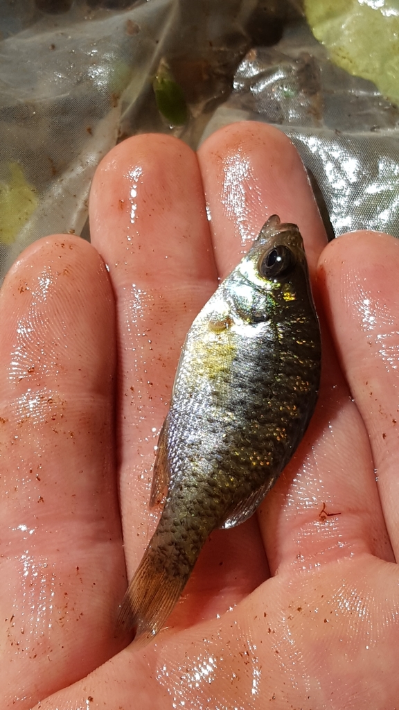Bluegill from Macon, VA 23139, USA on May 1, 2021 at 05:04 PM by Joe ...