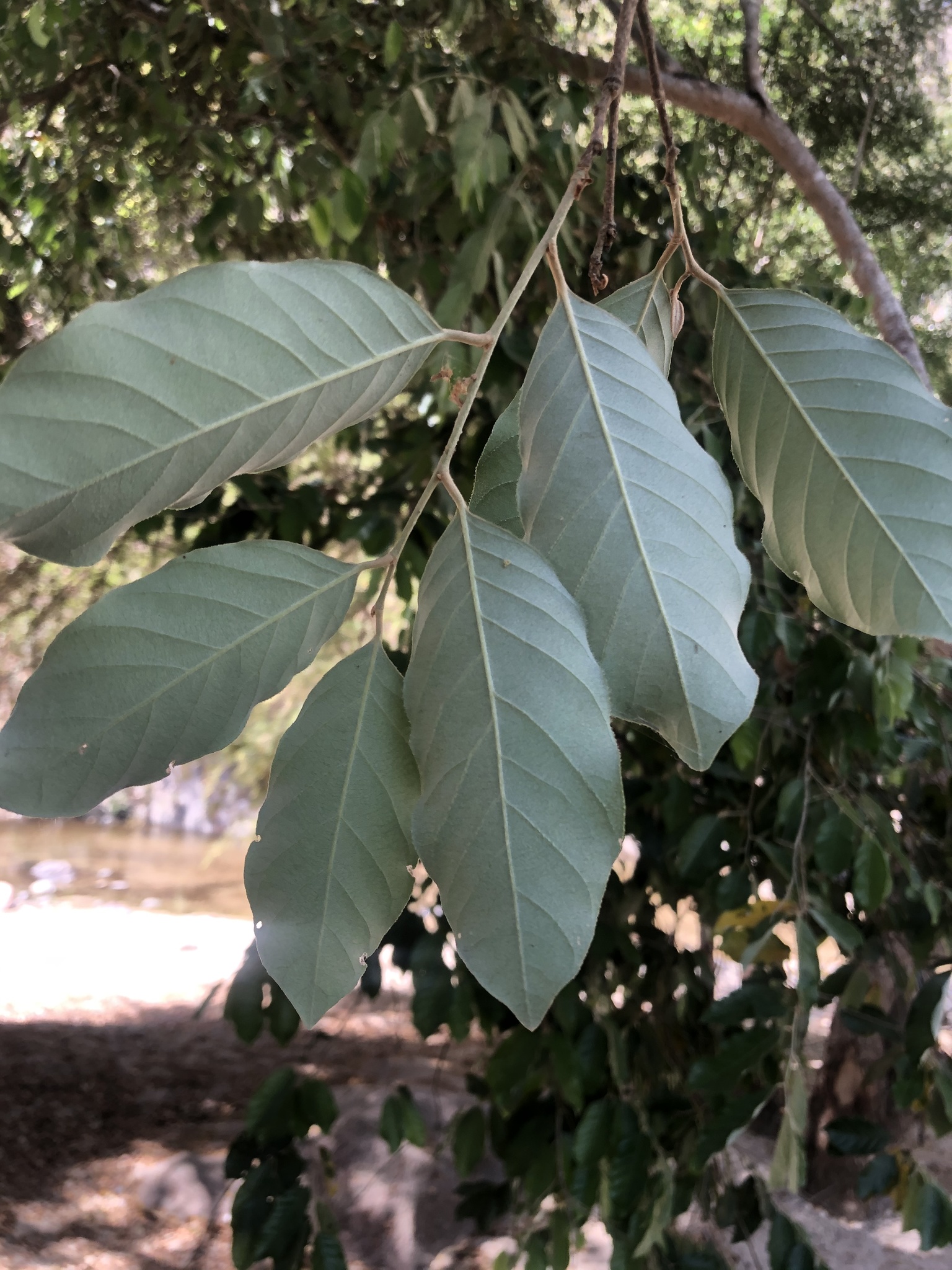 Couepia polyandra (Kunth) Rose