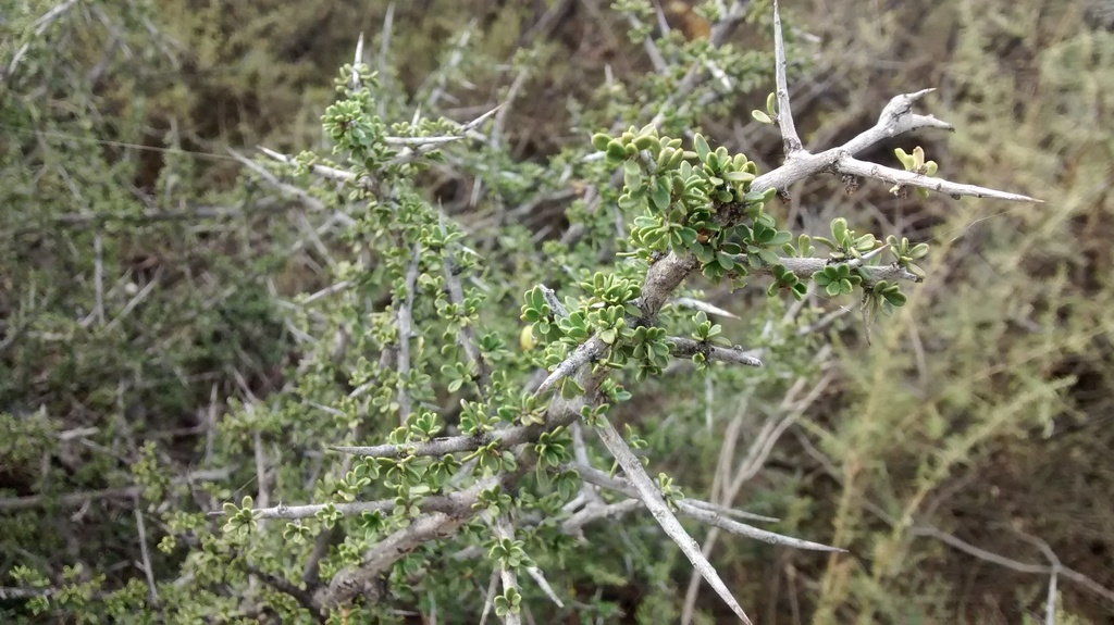 Condalia microphylla from Luján de Cuyo, Mendoza, Argentina on April 30 ...