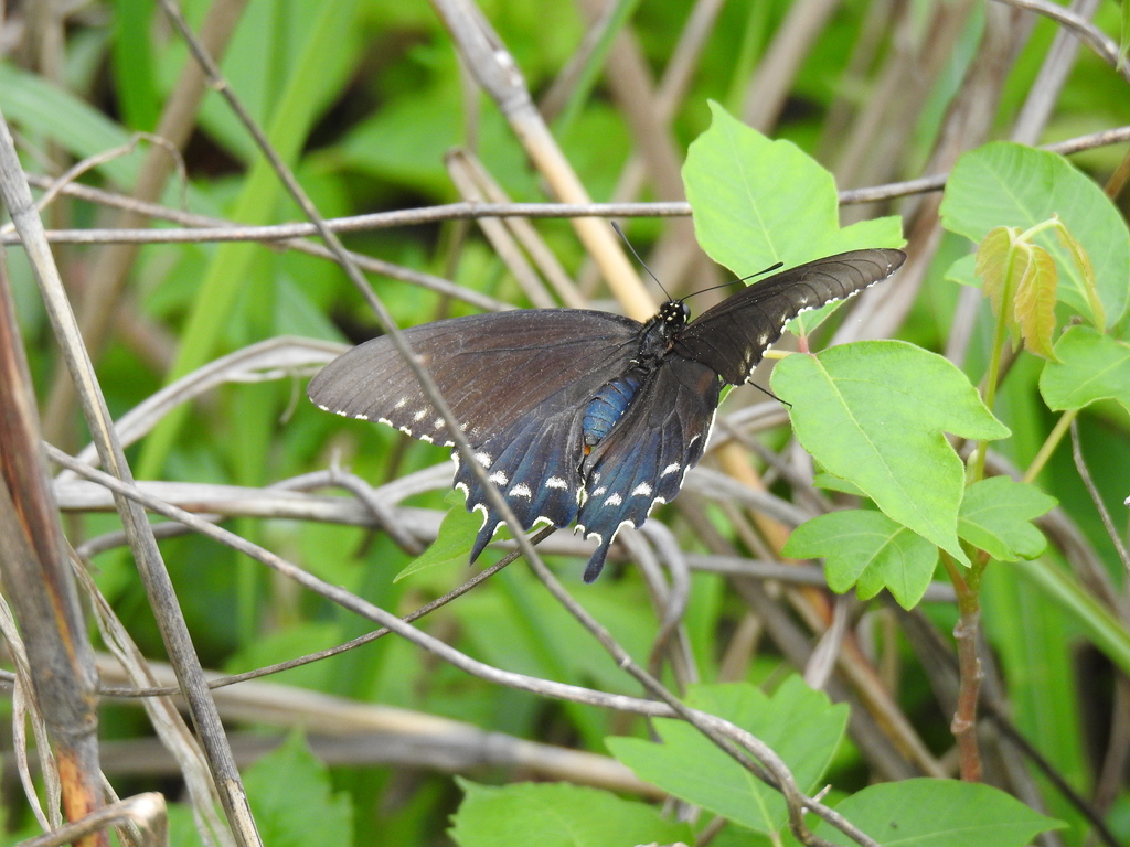 Pipevine Swallowtail from Lewisville, TX, USA on May 01, 2021 at 04:48 ...