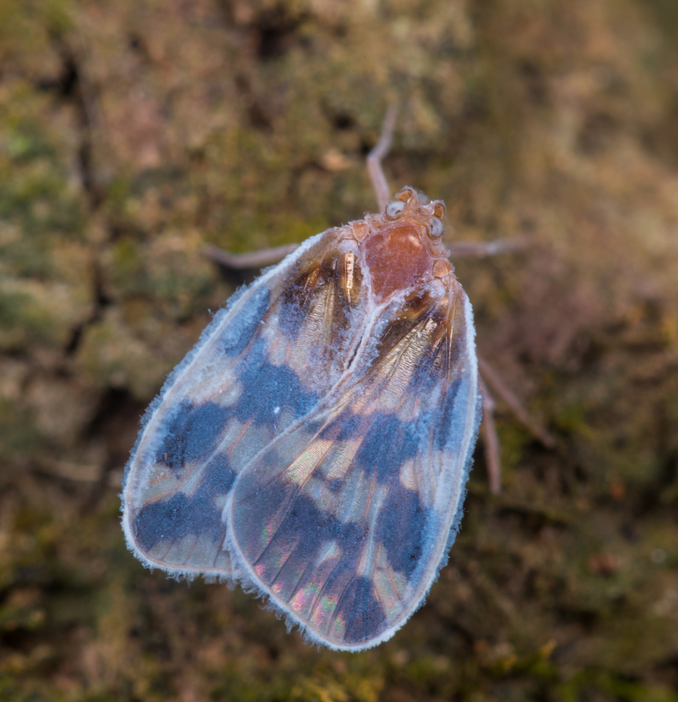 Borysthenes emarginatus from Tai Po Kau, Hong Kong on May 1, 2021 at 02 ...
