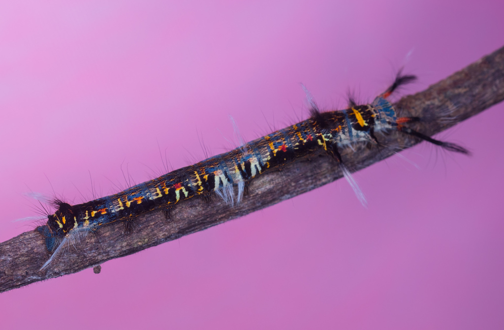 Kunugia divaricata from Tai Po Kau, Hong Kong on May 1, 2021 at 04:51 ...