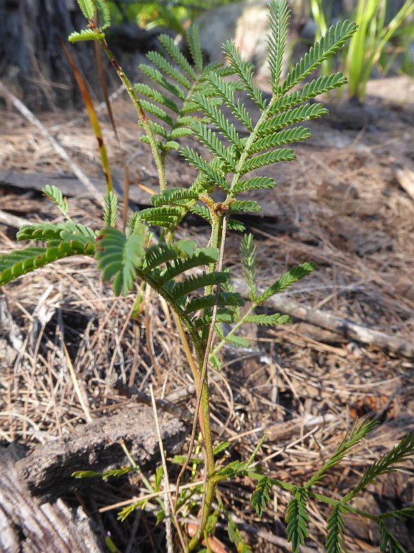 Acacia constablei from Nadgee NSW 2551, Australia on April 30, 2021 at ...