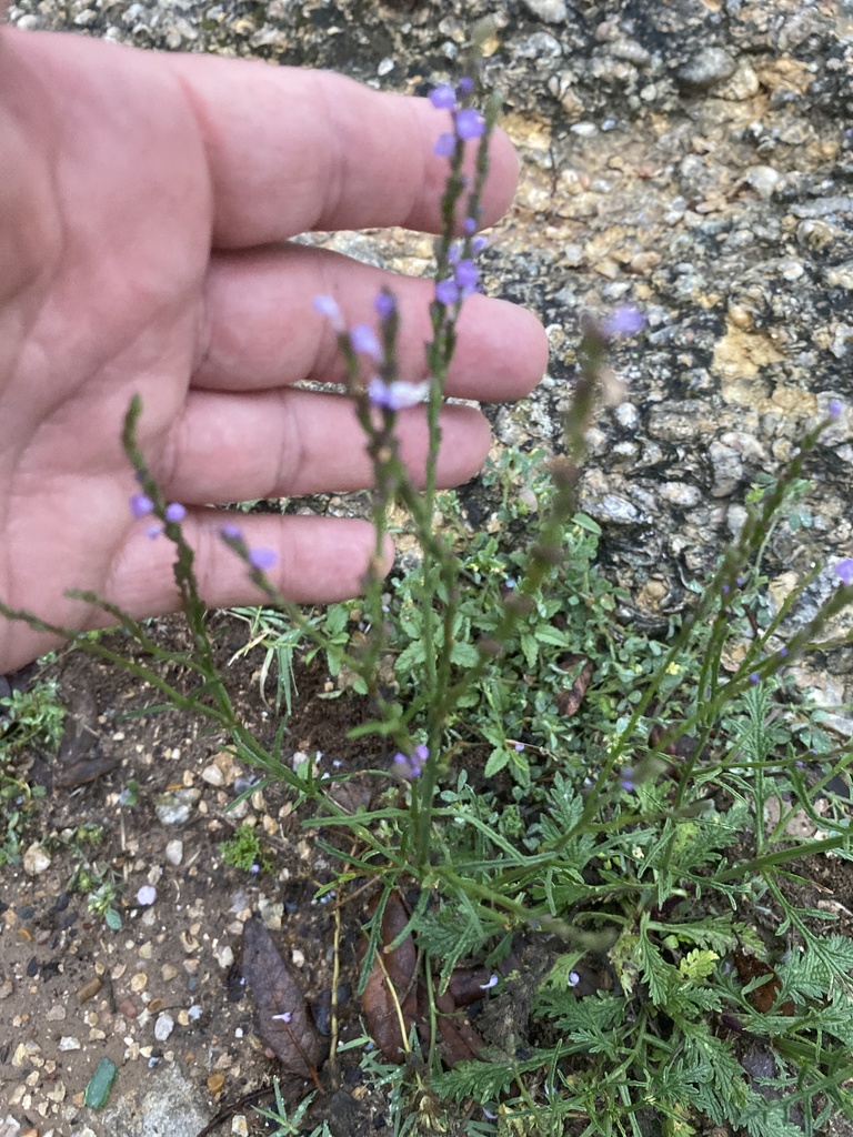 Texas vervain from Mosque Point Park, Fort Worth, TX, US on May 1, 2021 ...