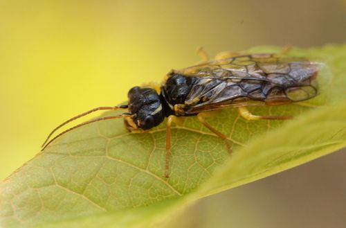 Drab Spinner (Pamphilius pallipes) · iNaturalist
