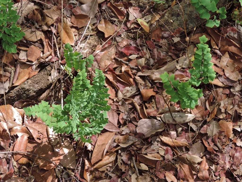 Pellaea calomelanos calomelanos (Ferns of Botswana) · iNaturalist
