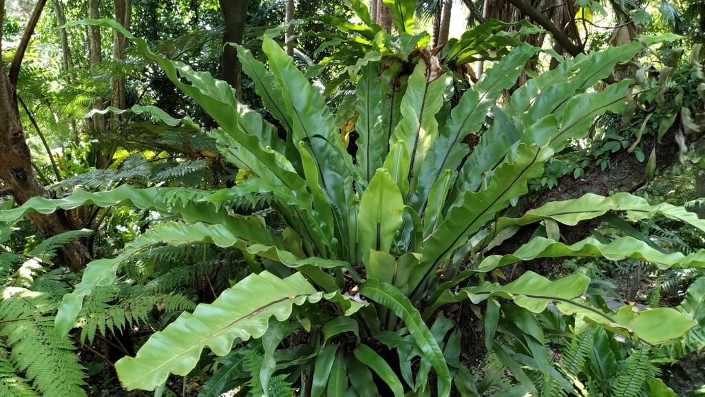 Asplenium setoi from 100台灣台北市中正區南門里 on May 2, 2021 at 10:23 AM by Tino ...