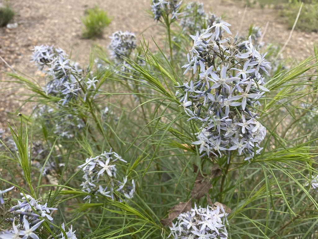 Hubricht's Bluestar (Arkansas, Saline) · iNaturalist
