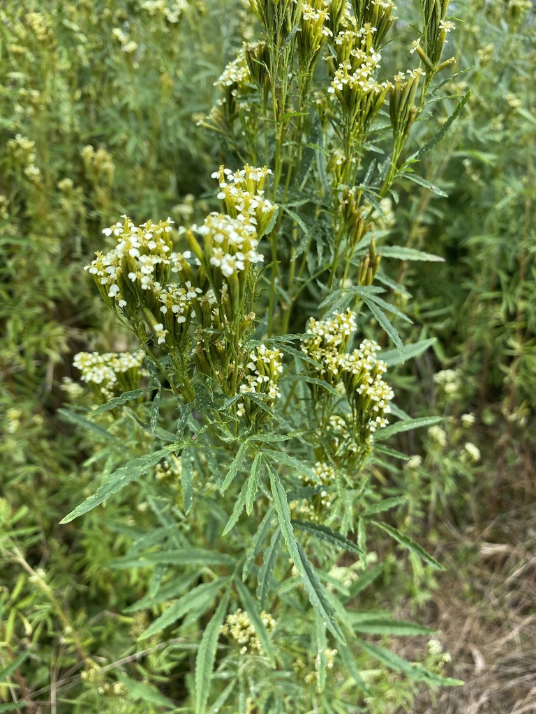 wild marigold from Burnett Creek Road, Maroon, QLD, AU on May 02, 2021 ...