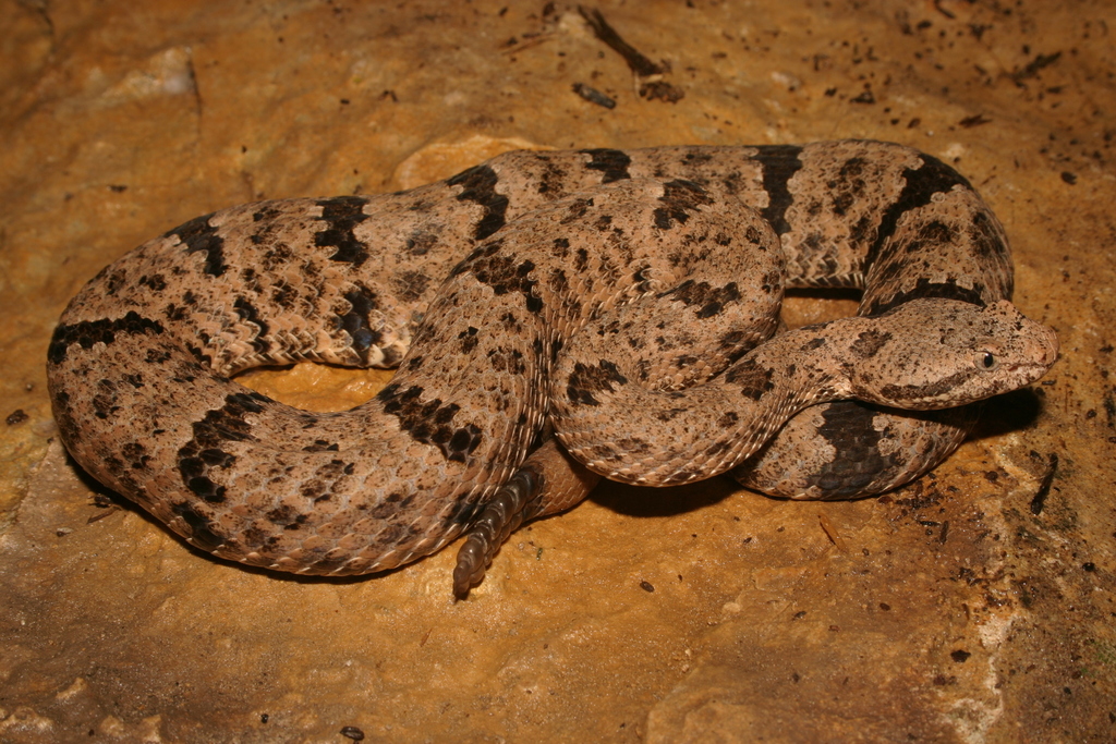 Rock Rattlesnake (Crotalus lepidus) - Snakes and Lizards