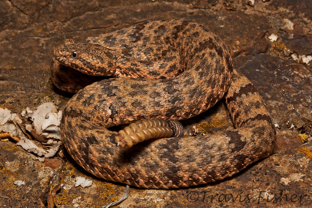 Rock Rattlesnake (Crotalus lepidus) - Snakes and Lizards