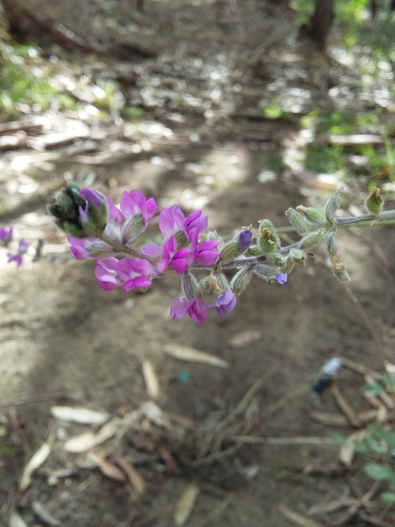 native scurf-pea from Stop 4 Port Rd - West side, Thebarton SA 5031 ...