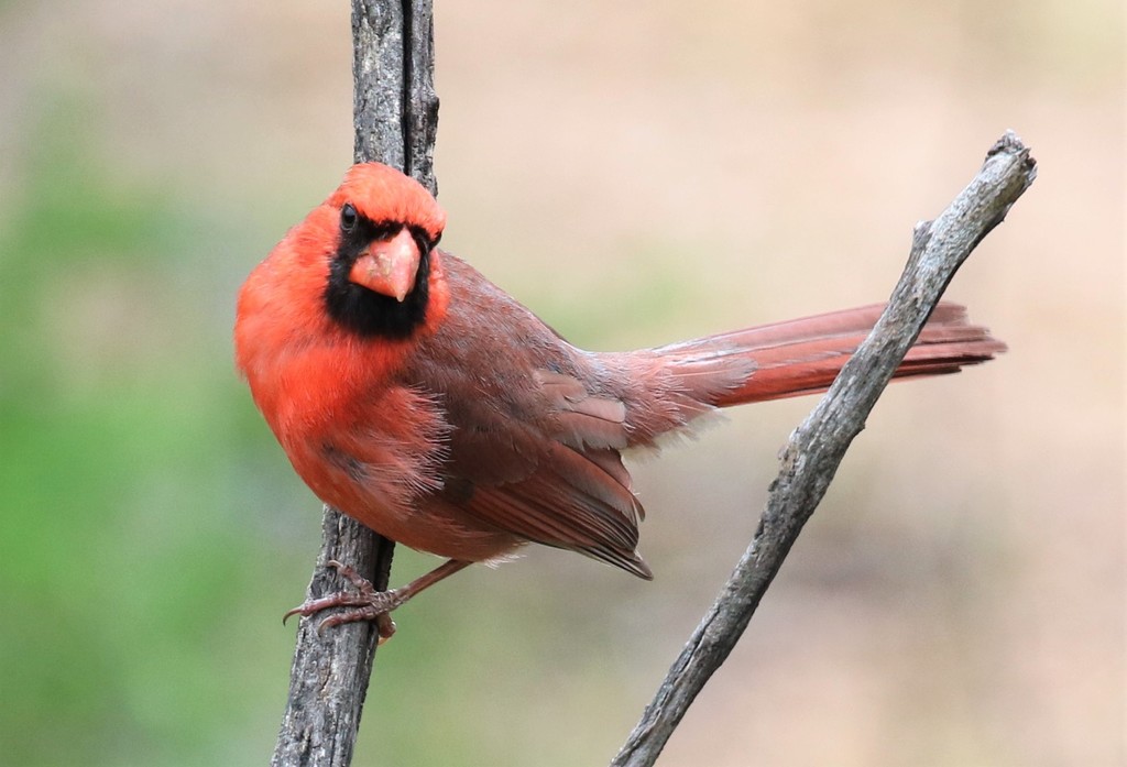 Northern Cardinal from Canyon Lake, TX, USA on May 01, 2021 at 09:46 AM ...