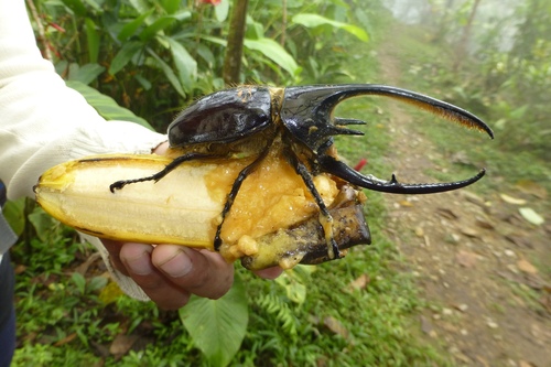 Subgenus Theogenes · iNaturalist