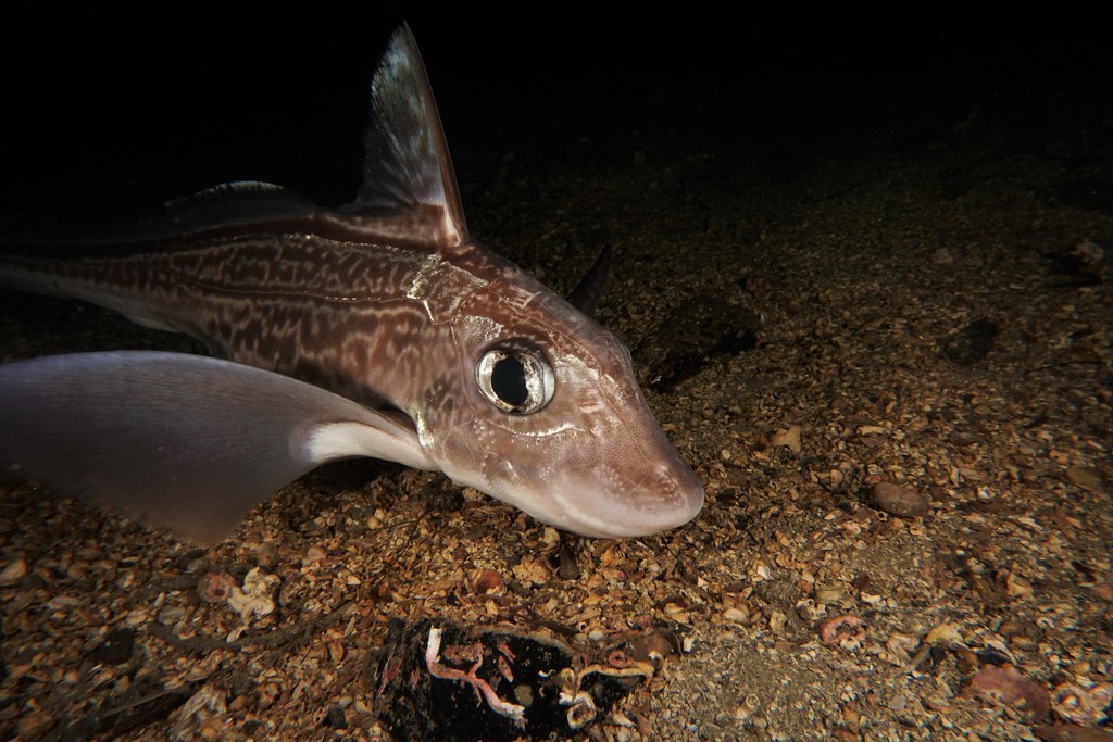 Chimaera (Pacific Northwest Marine Life) · iNaturalist