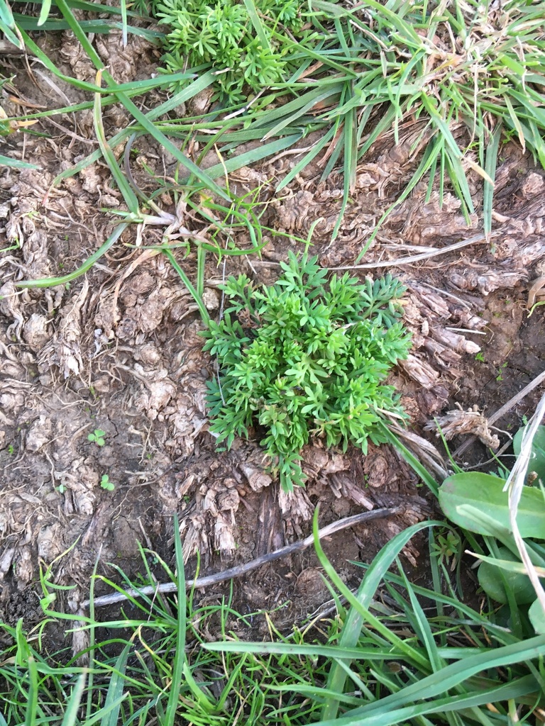 common soliva from McIntyre Road, Mangere Bridge, Auckland, NZ on May ...