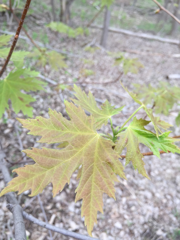 silver maple from Highland Park, St Paul, MN, USA on May 1, 2021 at 05: ...
