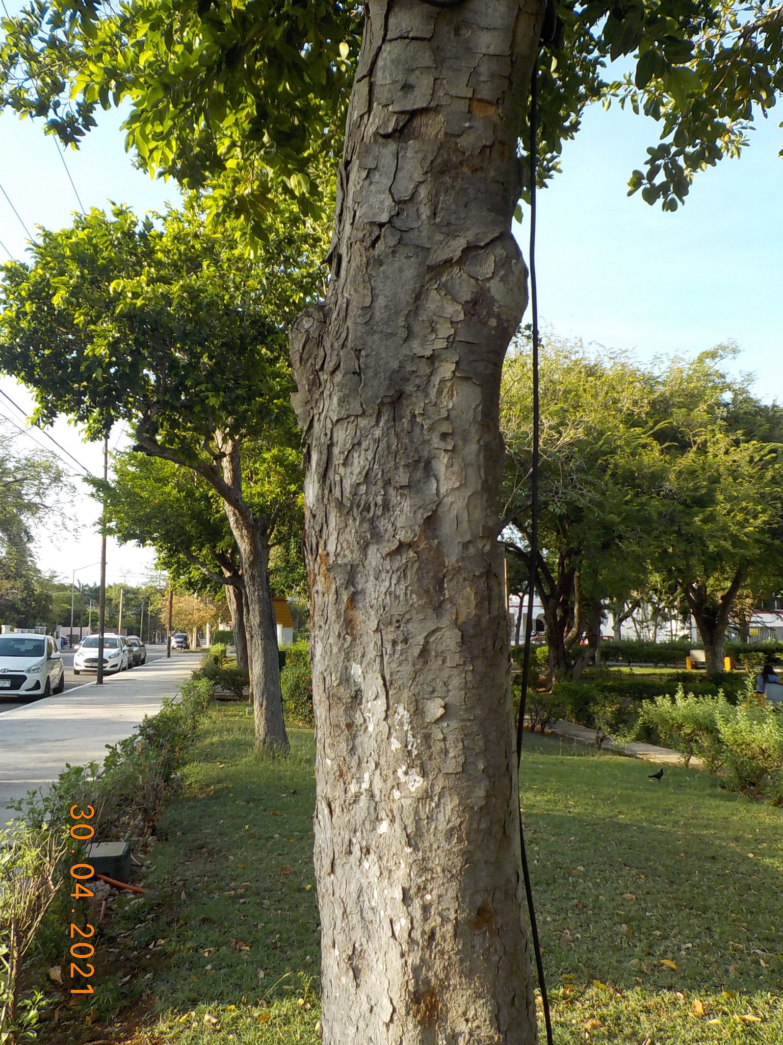 Brosimum alicastrum Sw.