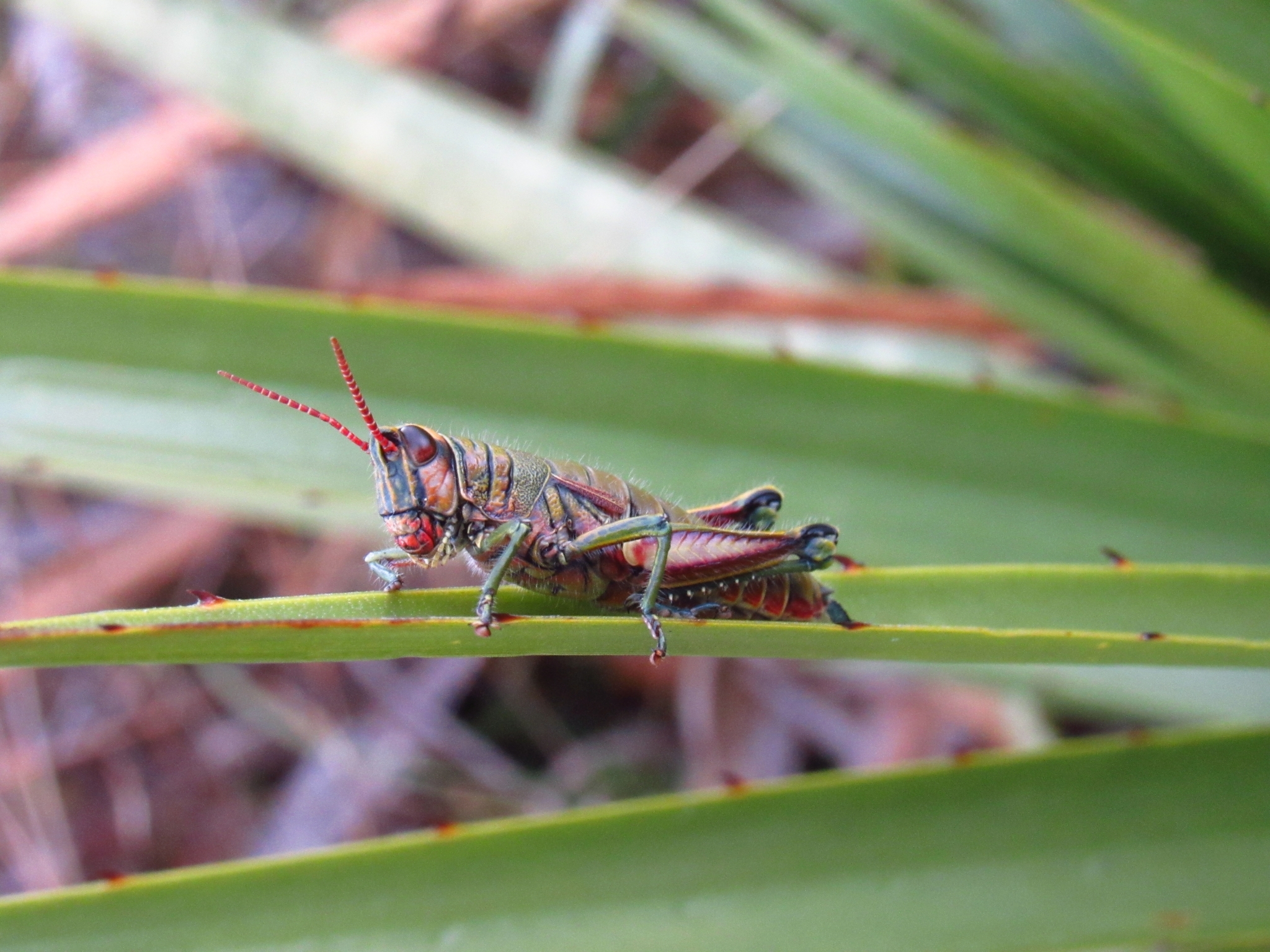 Agesander ruficornis Stål, 1878