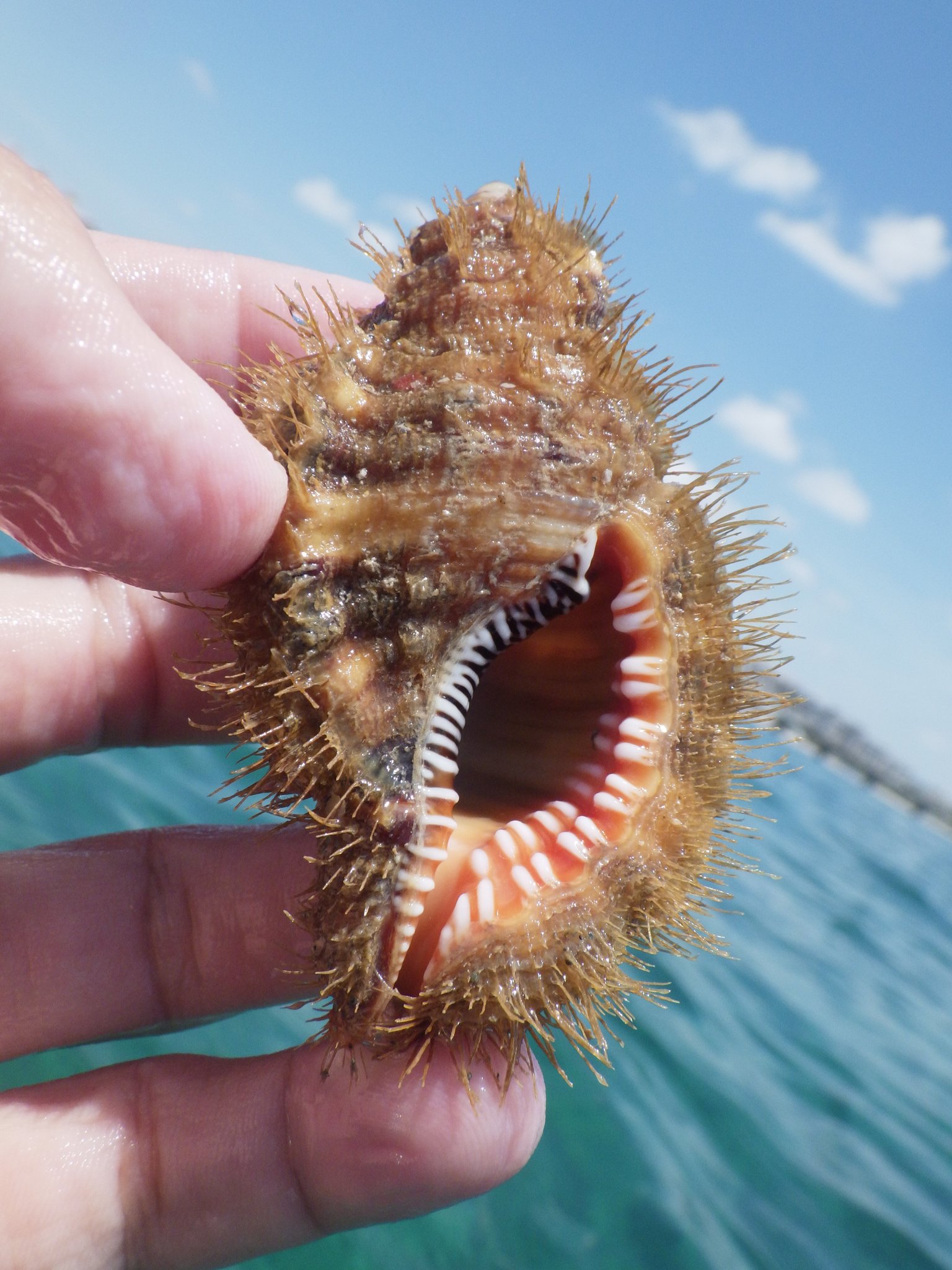 Monoplex pilearis (Linnaeus, 1758)