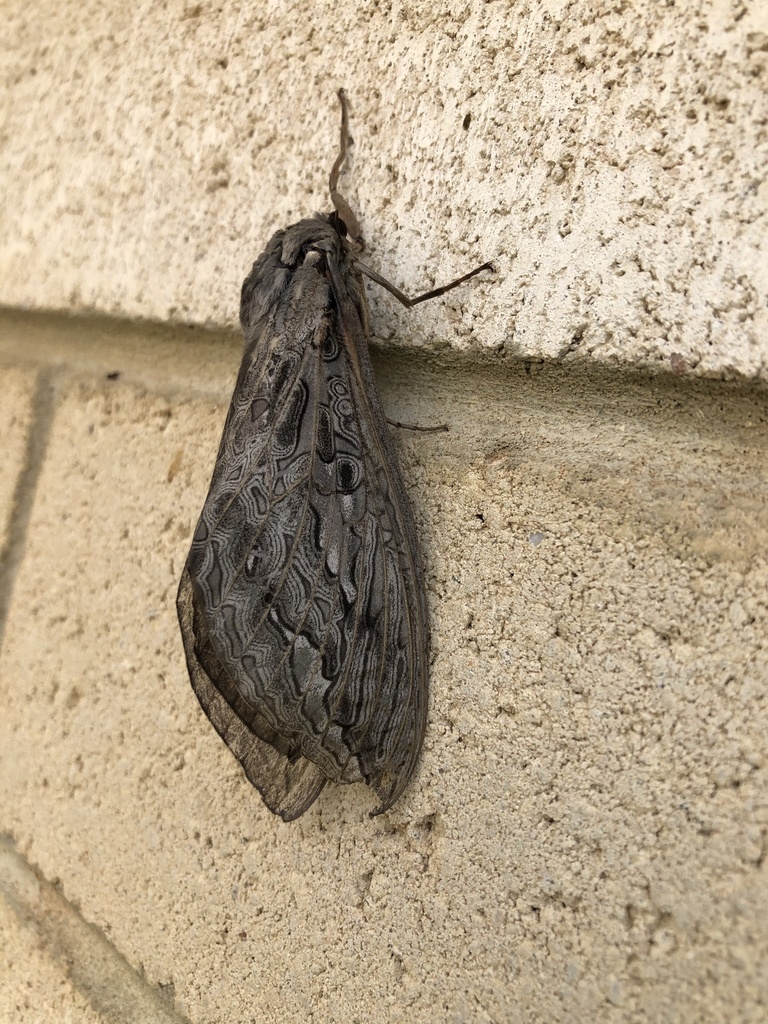 Red-gum Ghost Moth from Riverton, SA, AU on April 14, 2021 at 11:17 AM ...