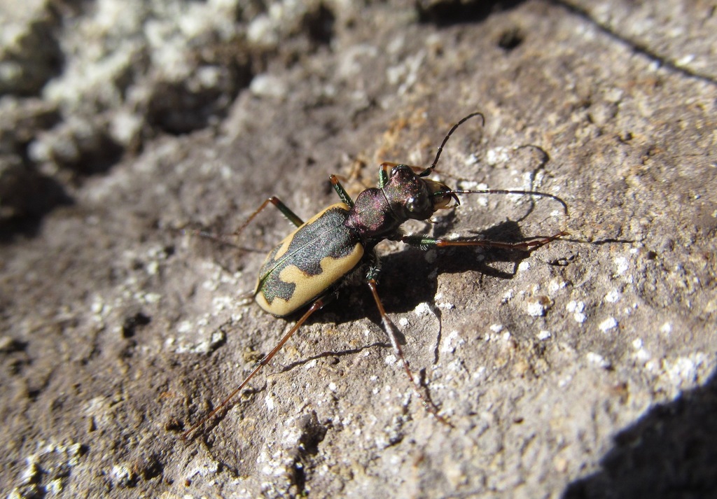 Wide-banded tiger beetle from Orokonui Ecosanctuary, Dunedin, New ...