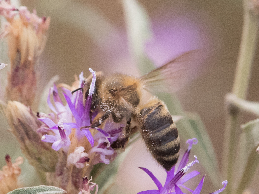 Western Honey Bee from São Sebastião do Paraíso - MG, 37950-000, Brasil ...
